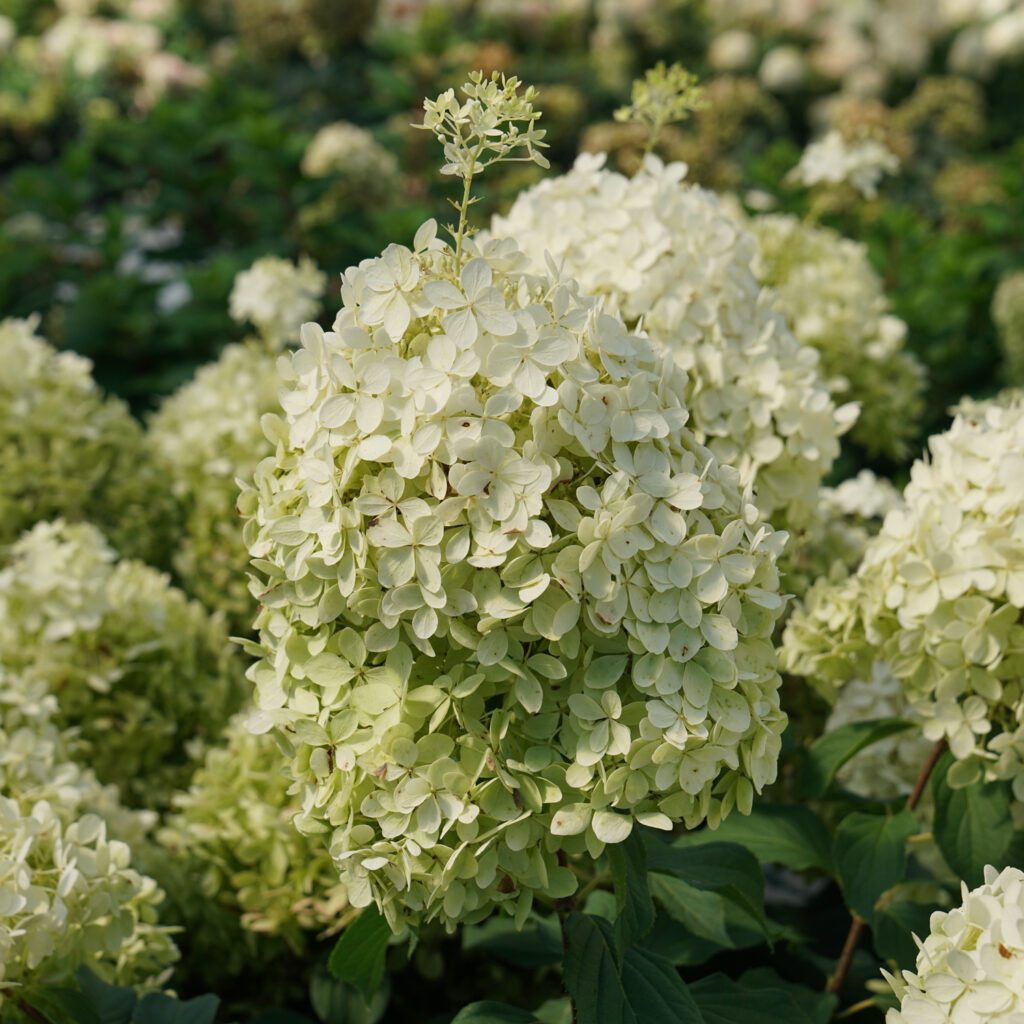 Puffer Fish™ Hydrangea | Compact Showstopper