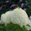 Puffer Fish™ Hydrangea | Compact Showstopper
