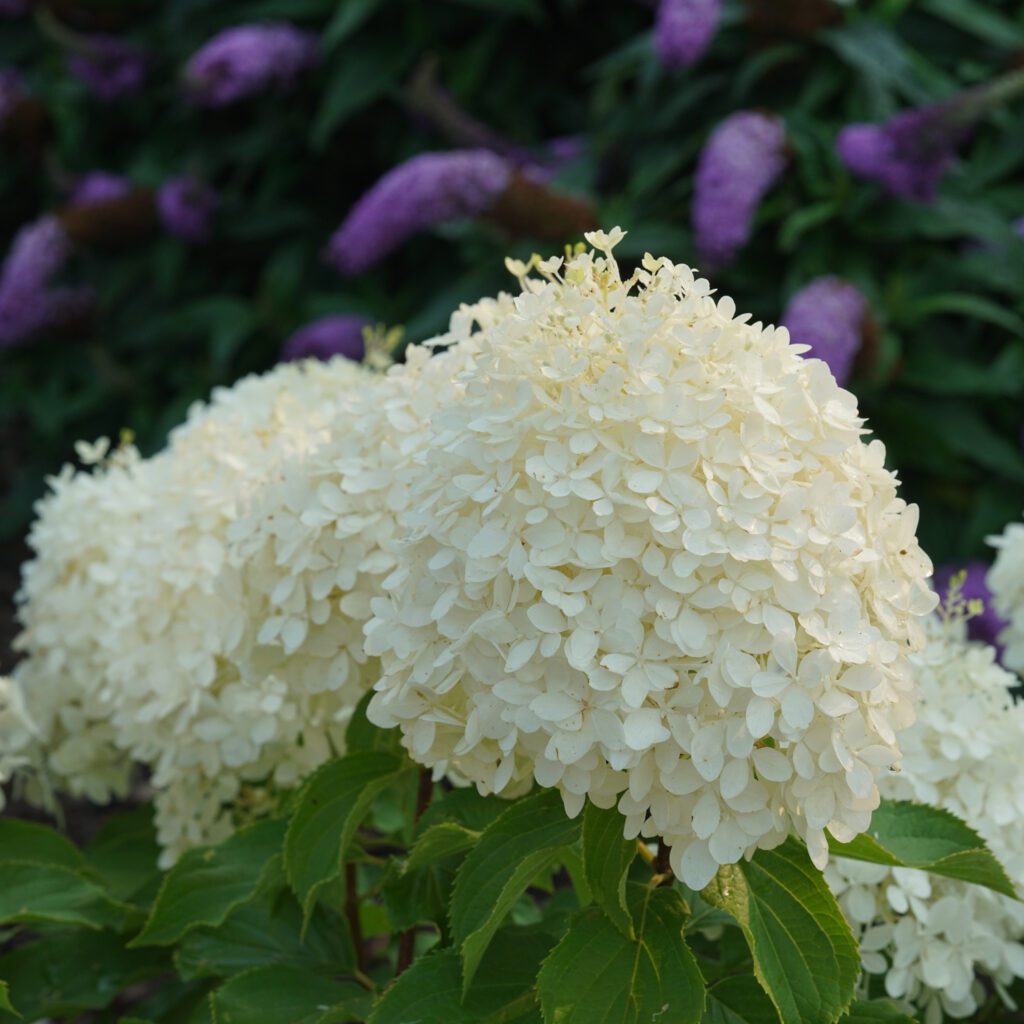Puffer Fish™ Hydrangea | Compact Showstopper