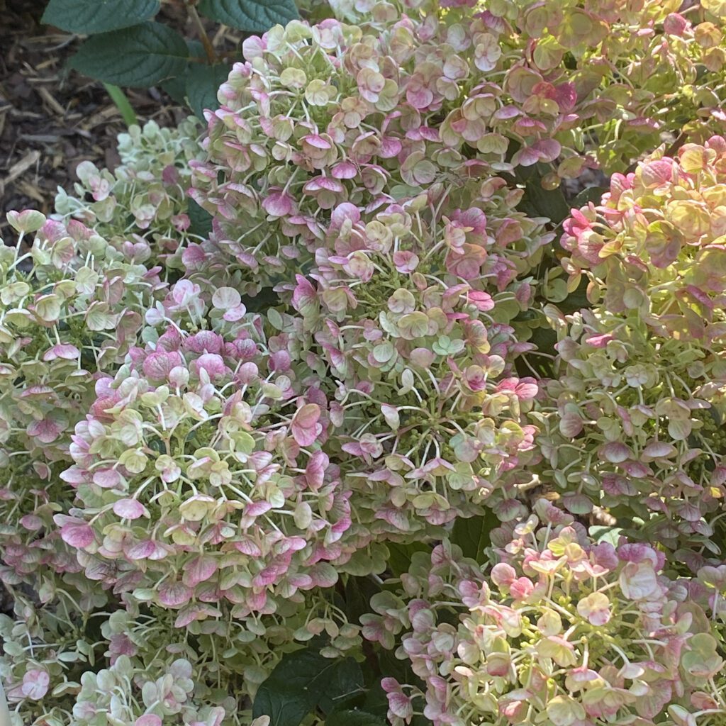 TINY QUICK FIRE™ Hydrangea – Garden Crossings