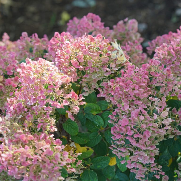 TINY QUICK FIRE™ Hydrangea – Garden Crossings