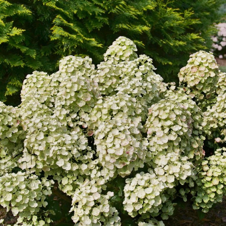 TINY QUICK FIRE™ Hydrangea – Garden Crossings