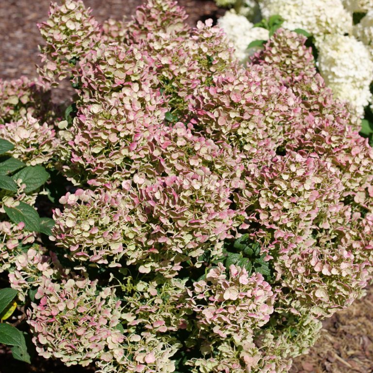 TINY QUICK FIRE™ Hydrangea – Garden Crossings
