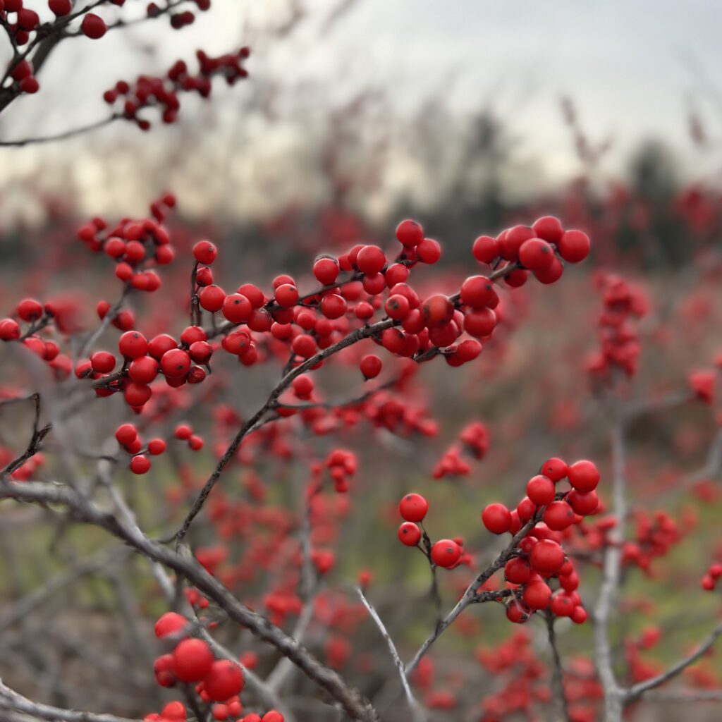 BERRY HEAVY® Winterberry Holly - Order Online