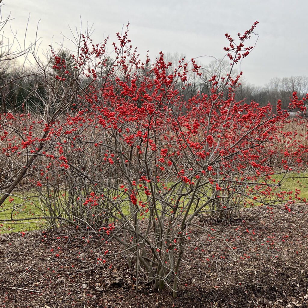 BERRY HEAVY® Winterberry Holly - Order Online