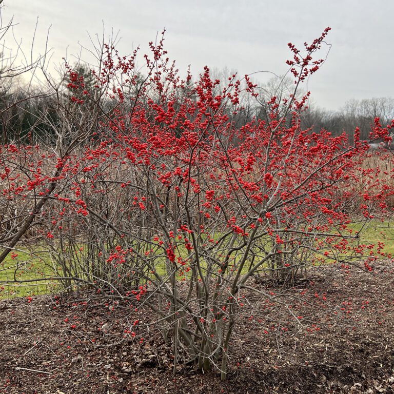 BERRY HEAVY® Winterberry Holly - Order Online