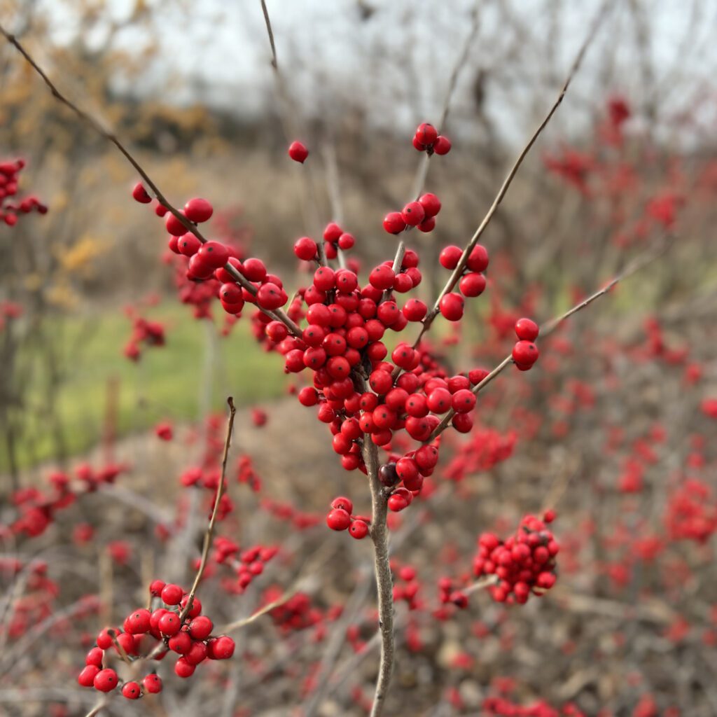 Ilex BERRY NICE - Buy Holly Winterberry Shrubs Online