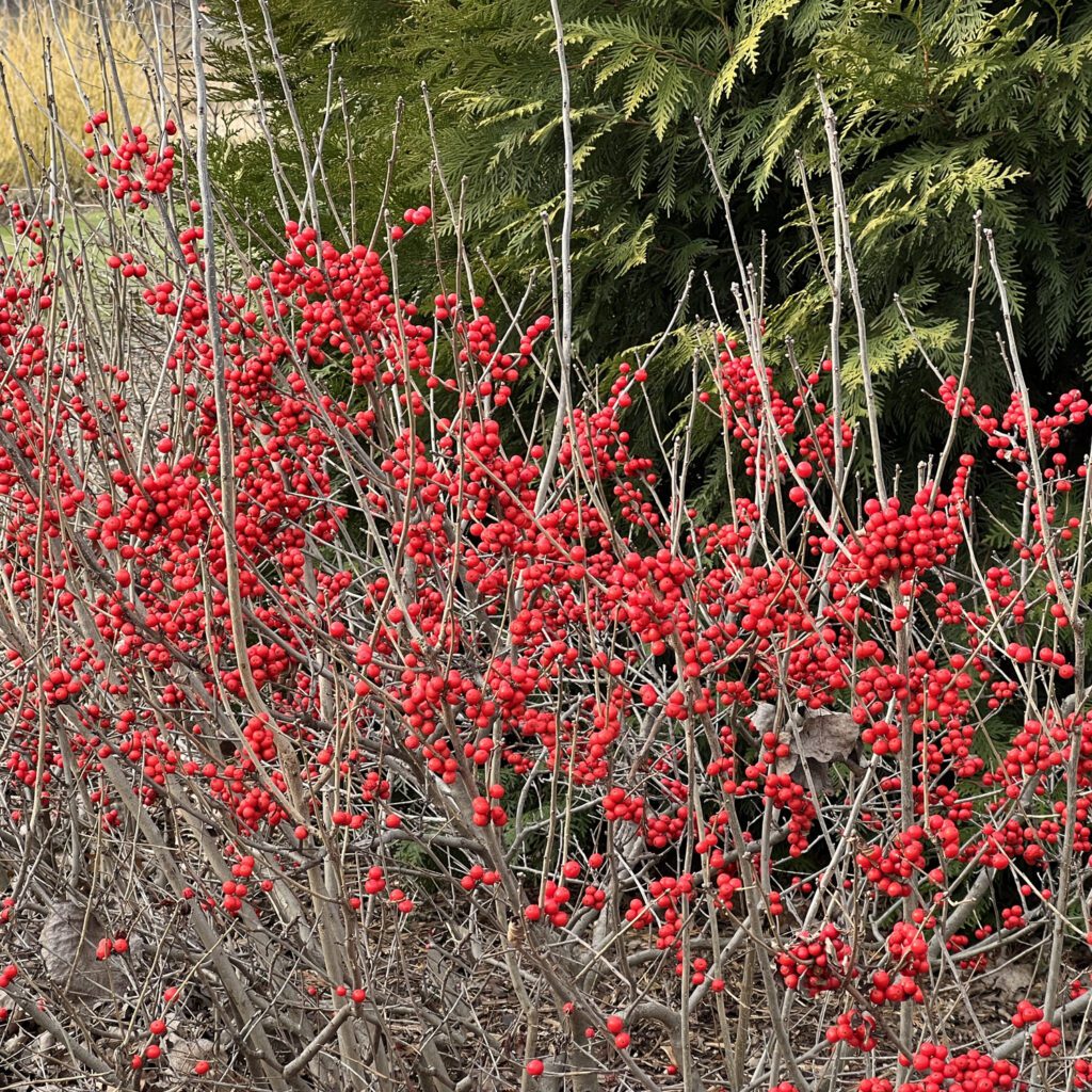 BERRY POPPINS® Winterberry Holly - Order Online