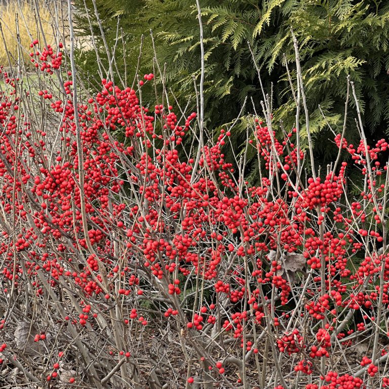BERRY POPPINS® Winterberry Holly - Order Online