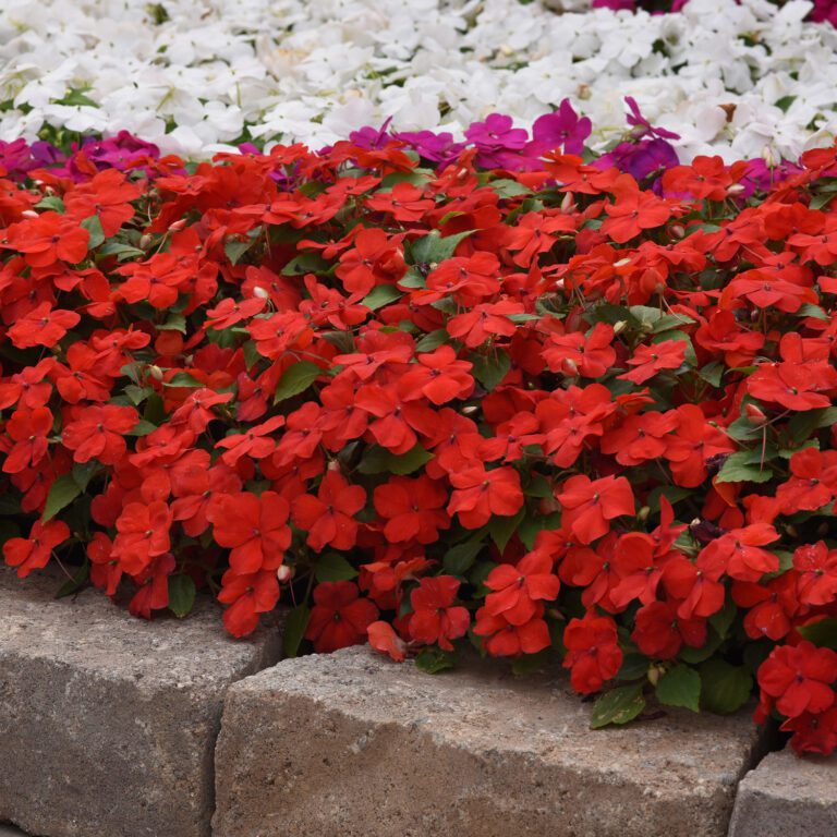 BEACON® Bright Red Impatiens