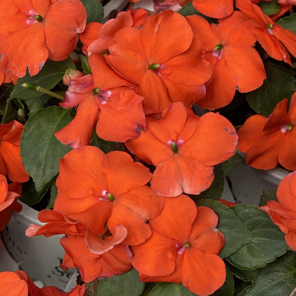 BEACON ® Orange Impatiens