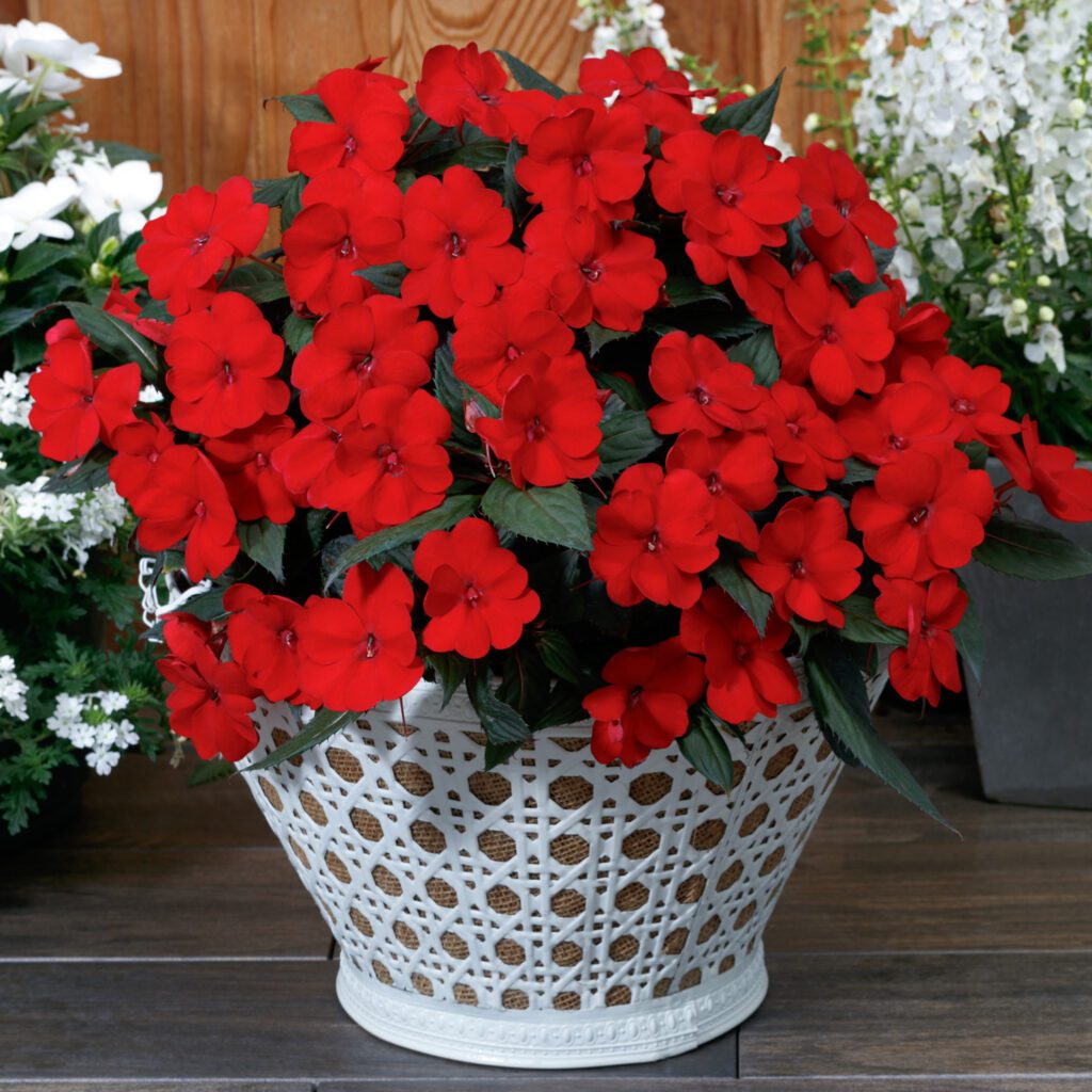 SUNPATIENS® Compact Deep Red Impatiens