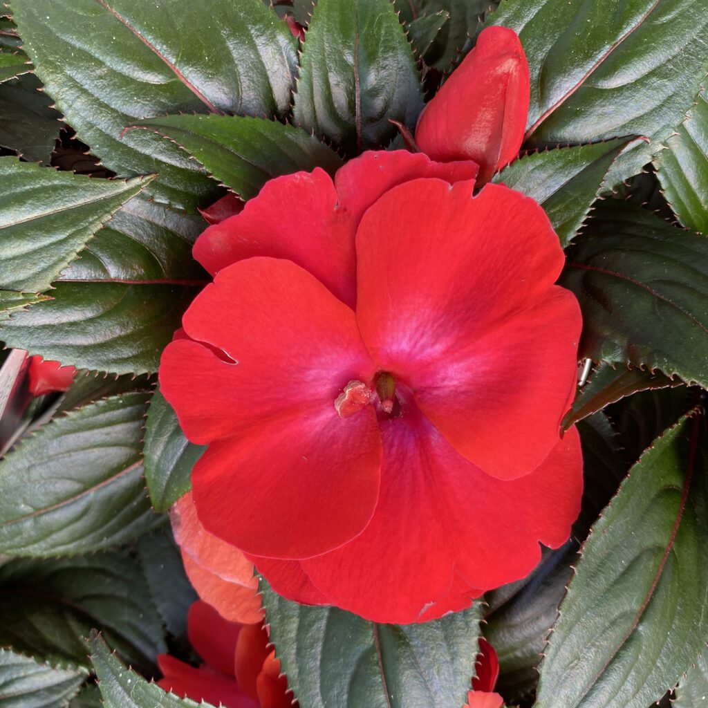 INFINITY® Cherry Red Impatiens