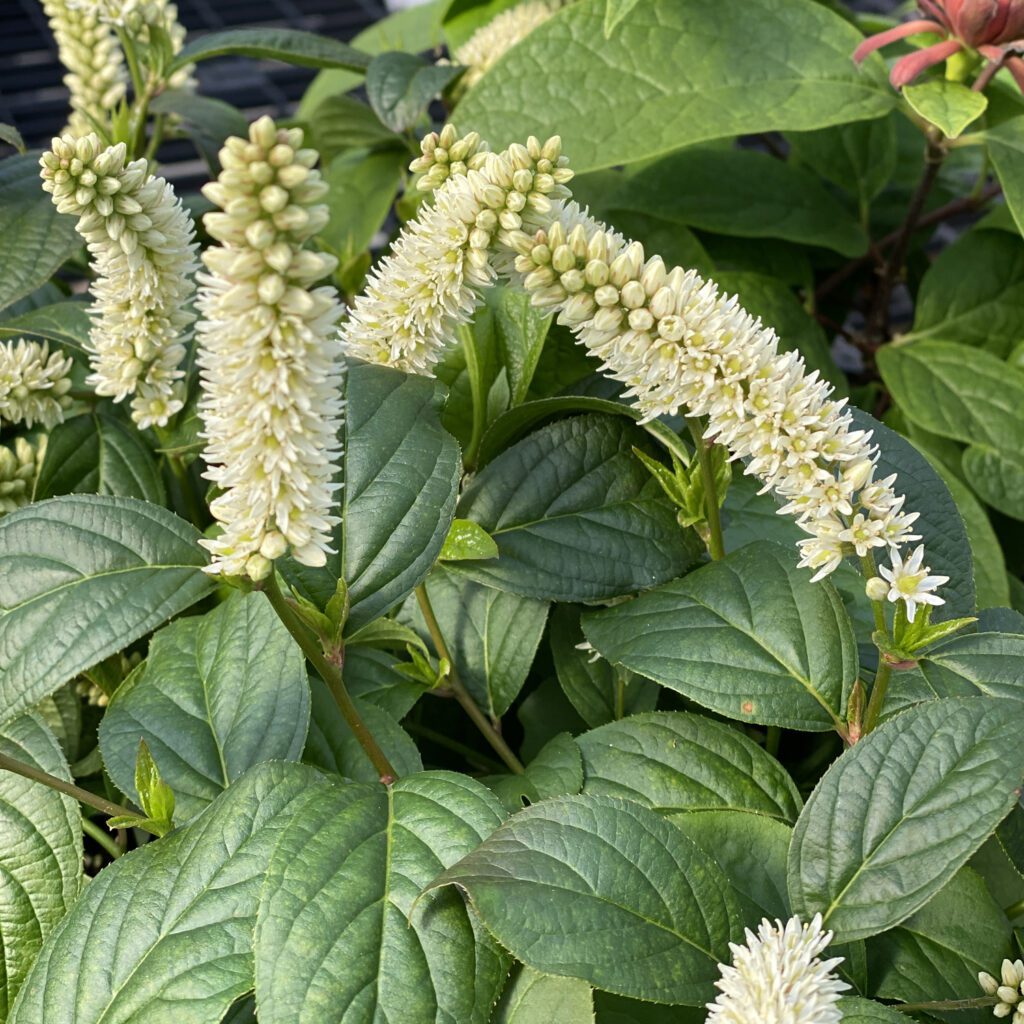 FIZZY MIZZY® Sweetspire - Order Online