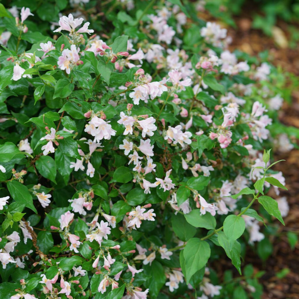 JOLENE JOLENE™ Beautybush - Order Online