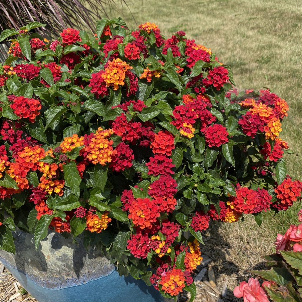 LUSCIOUS® Royale RED ZONE™ Lantana – Order Online