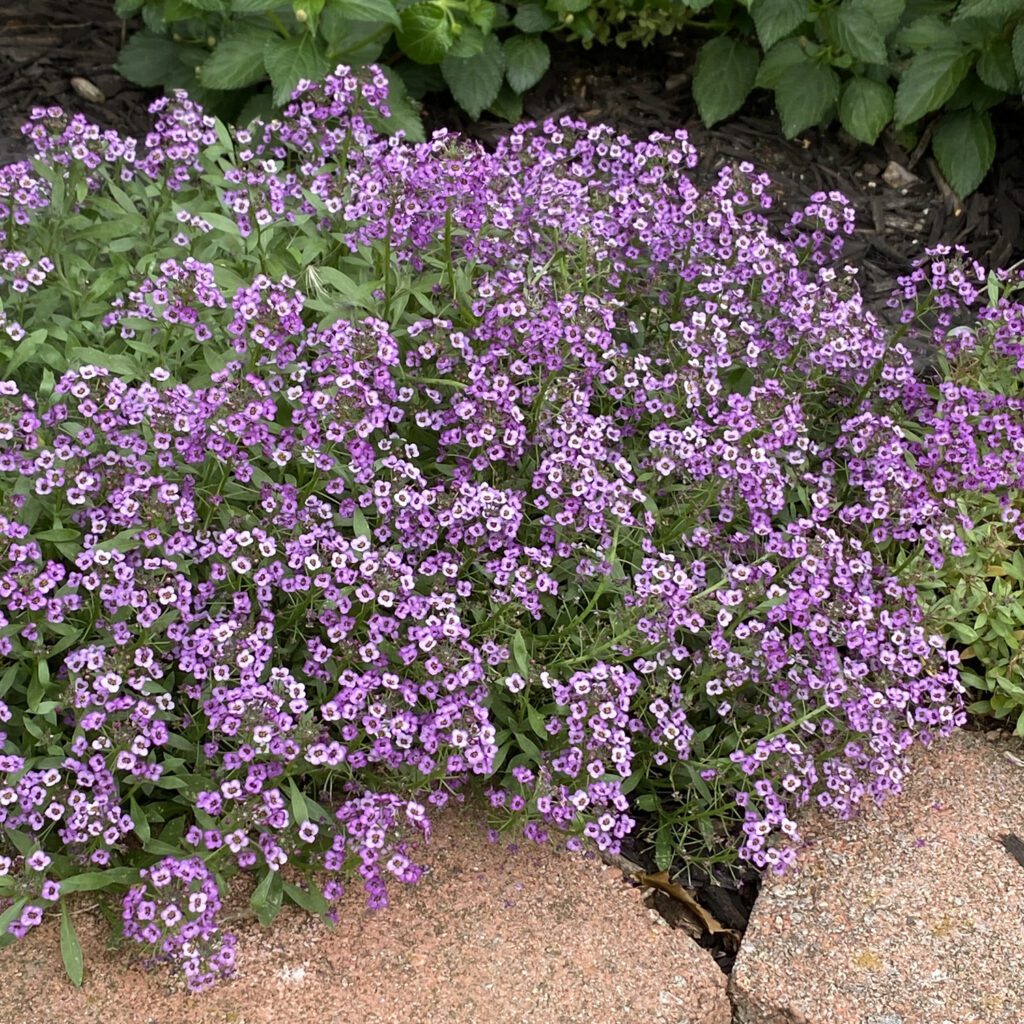 VIOLET KNIGHT™ Lobularia - Order Online