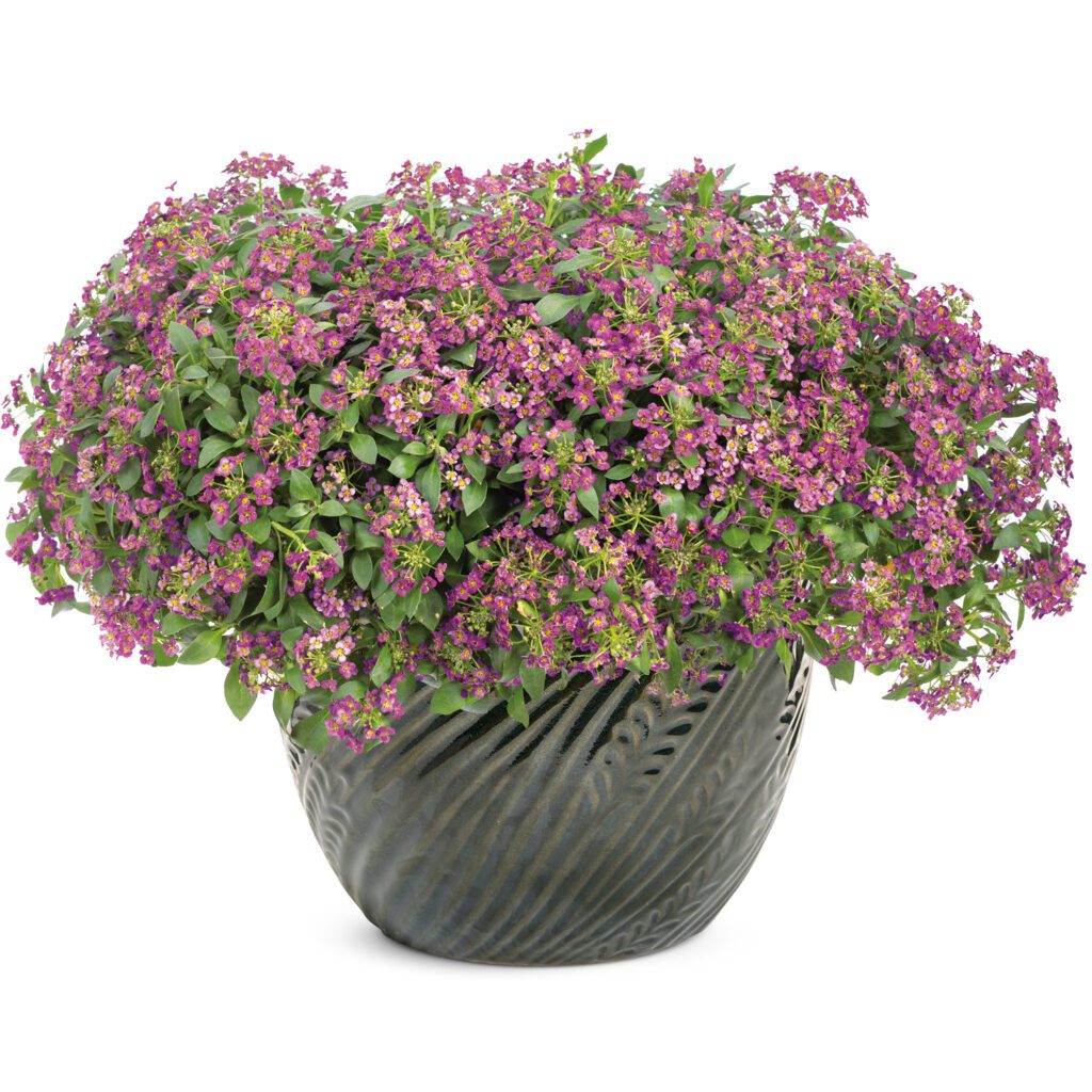 VIOLET KNIGHT™ Lobularia - Order Online