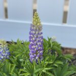 MINI GALLERY™ Blue Bicolor Lupines - Order Online