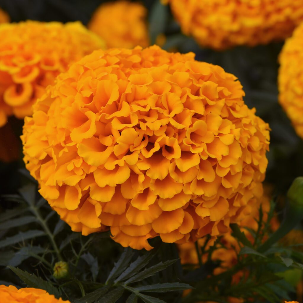 Marvel II Orange Marigold