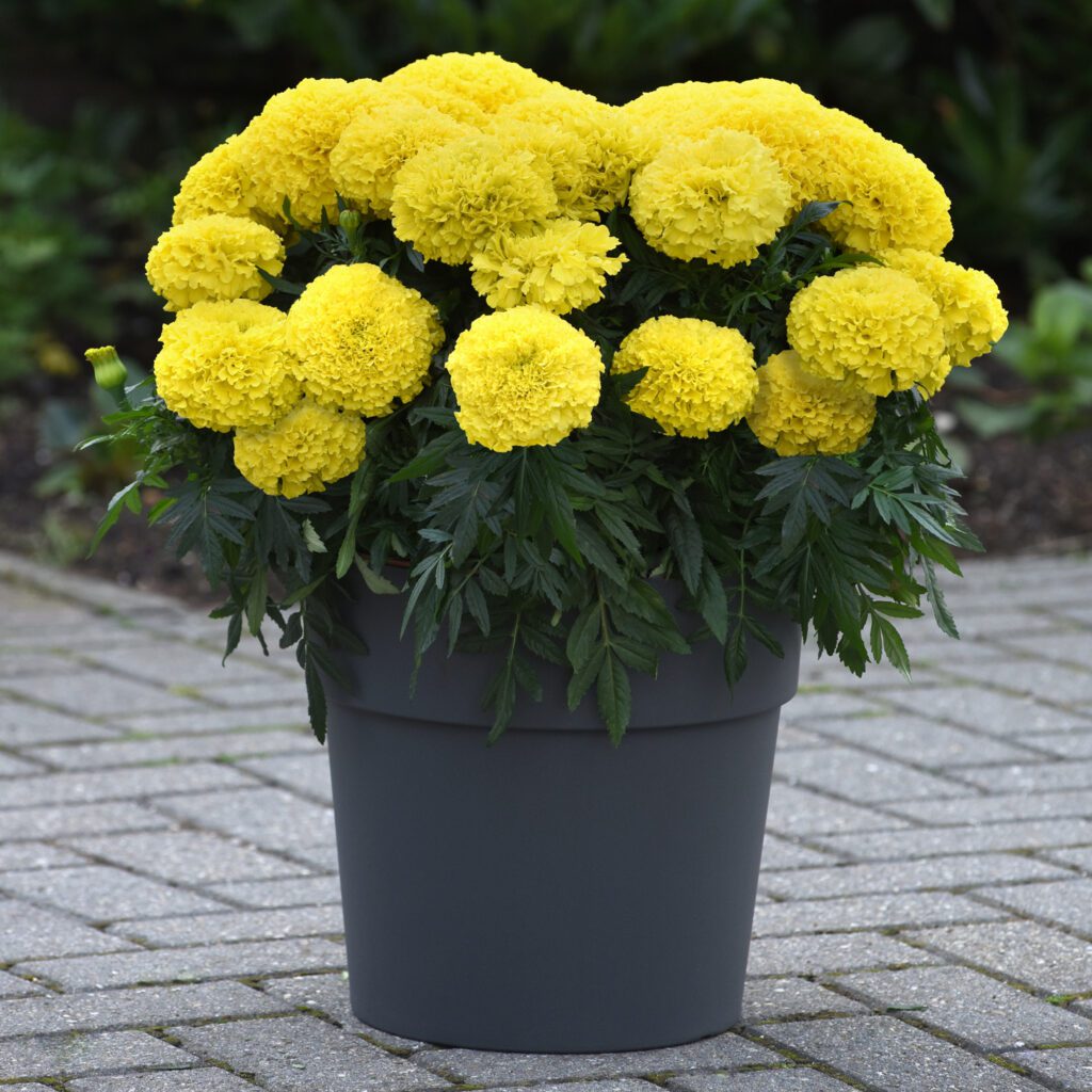 Marvel II Yellow Marigold