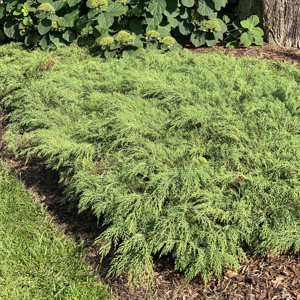 CELTIC PRIDE® Siberian Cypress - Order Online
