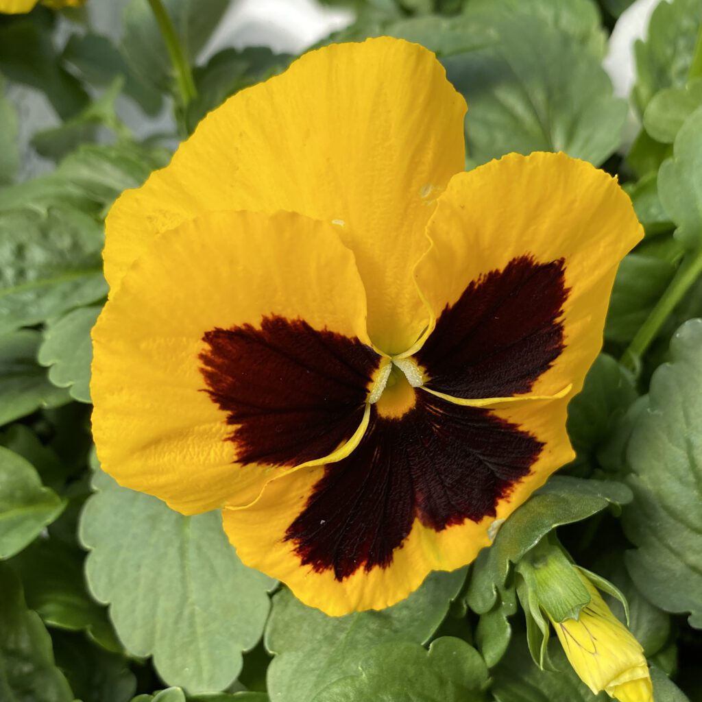Majestic Giants Yellow Blotch Pansy