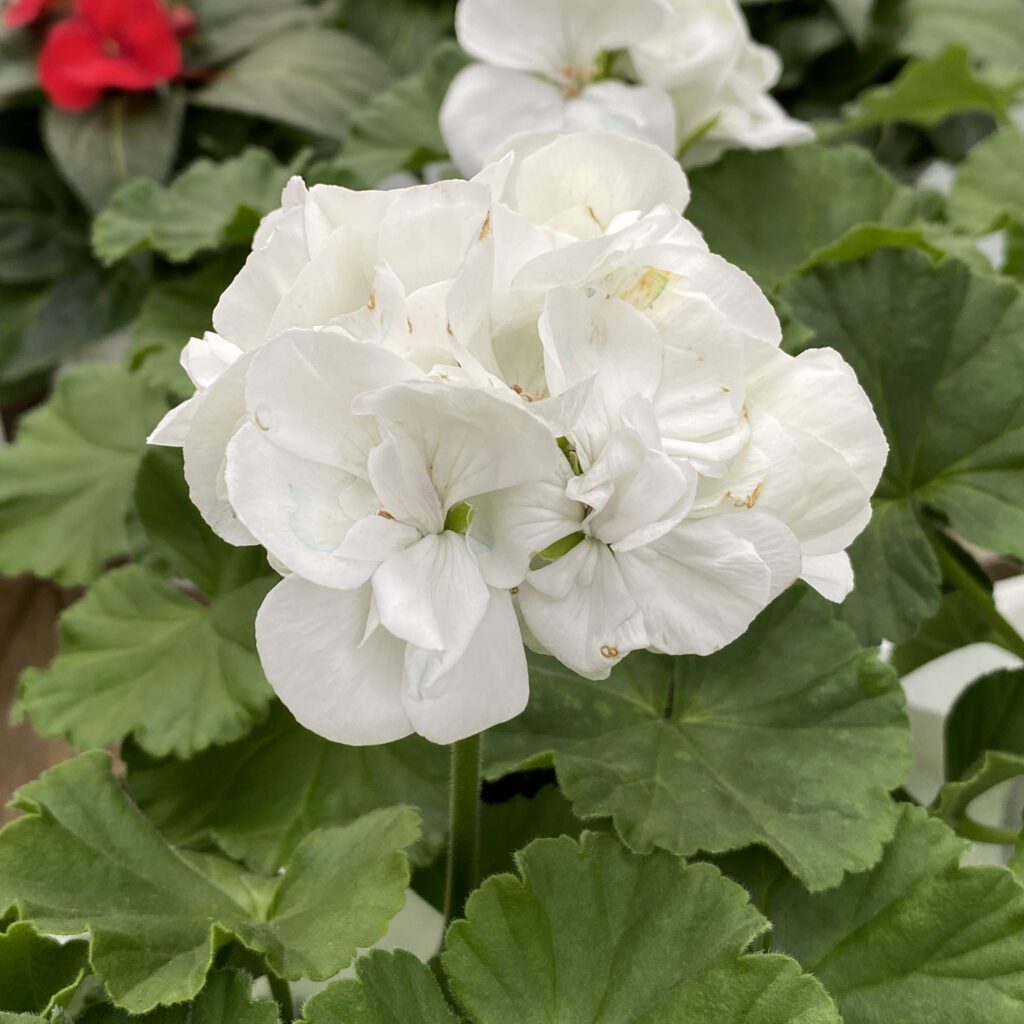 Pelargonium AMERICANA White - Buy Geranium Annuals Online