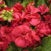 BOLDLY® Coral Geraniums – Garden Crossings