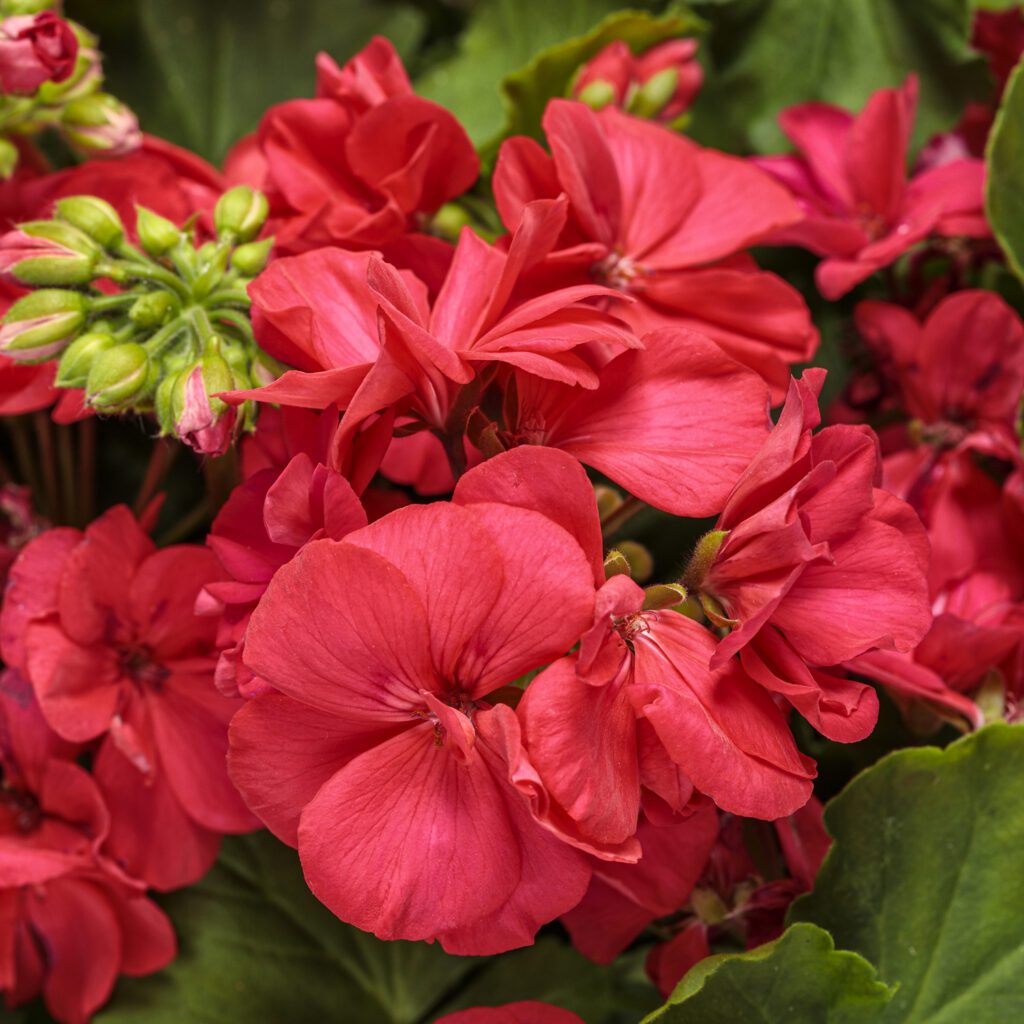 BOLDLY® Coral Geraniums – Garden Crossings