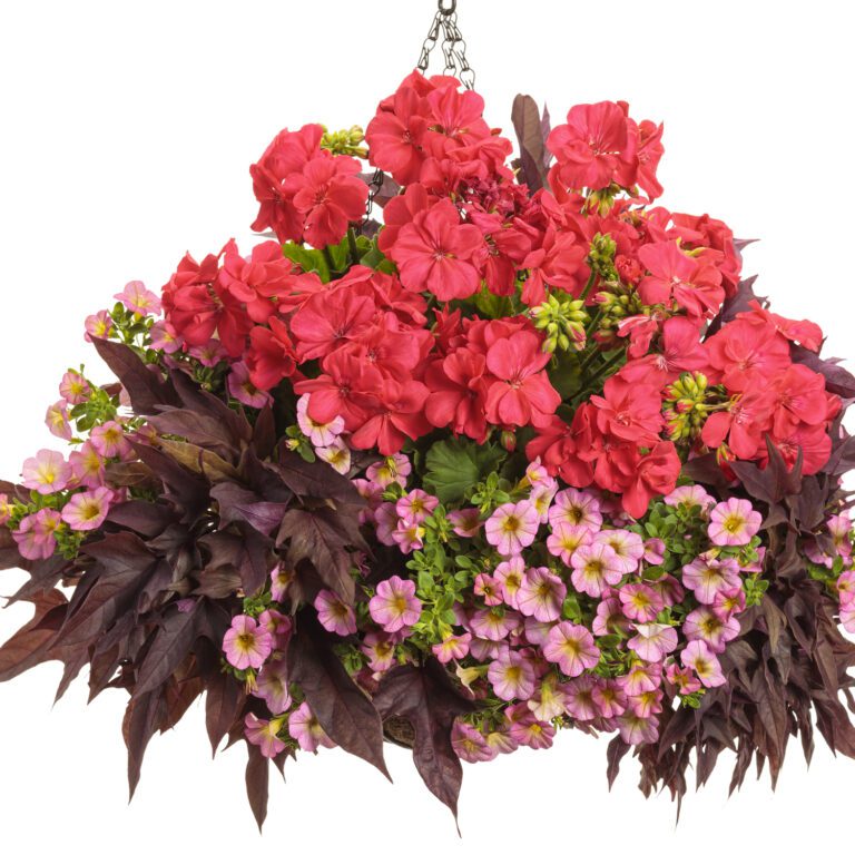 BOLDLY® Coral Geraniums – Garden Crossings