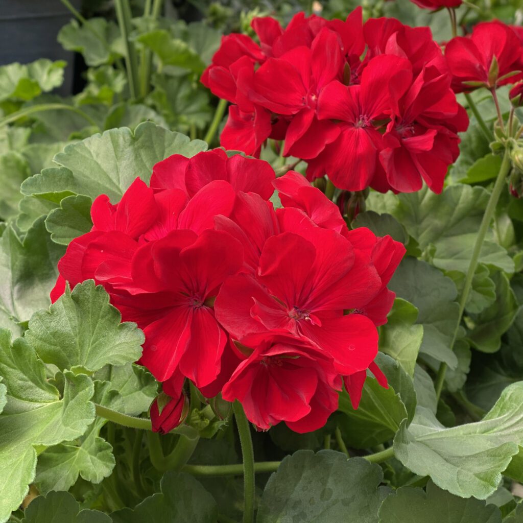 BOLDLY® Dark Red Geraniums - Order Online