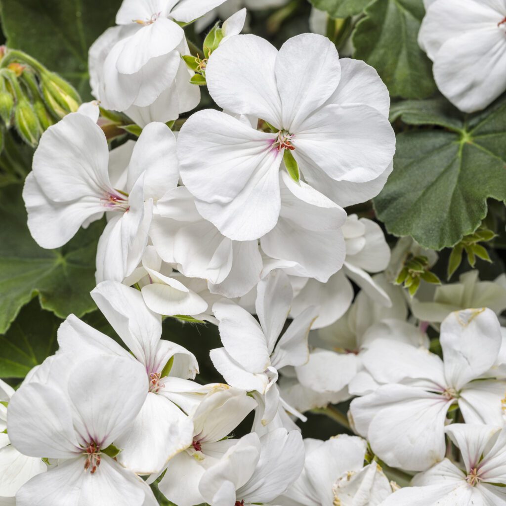 BOLDLY® White Geranium