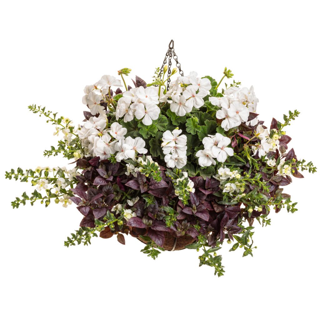 BOLDLY® White Geranium