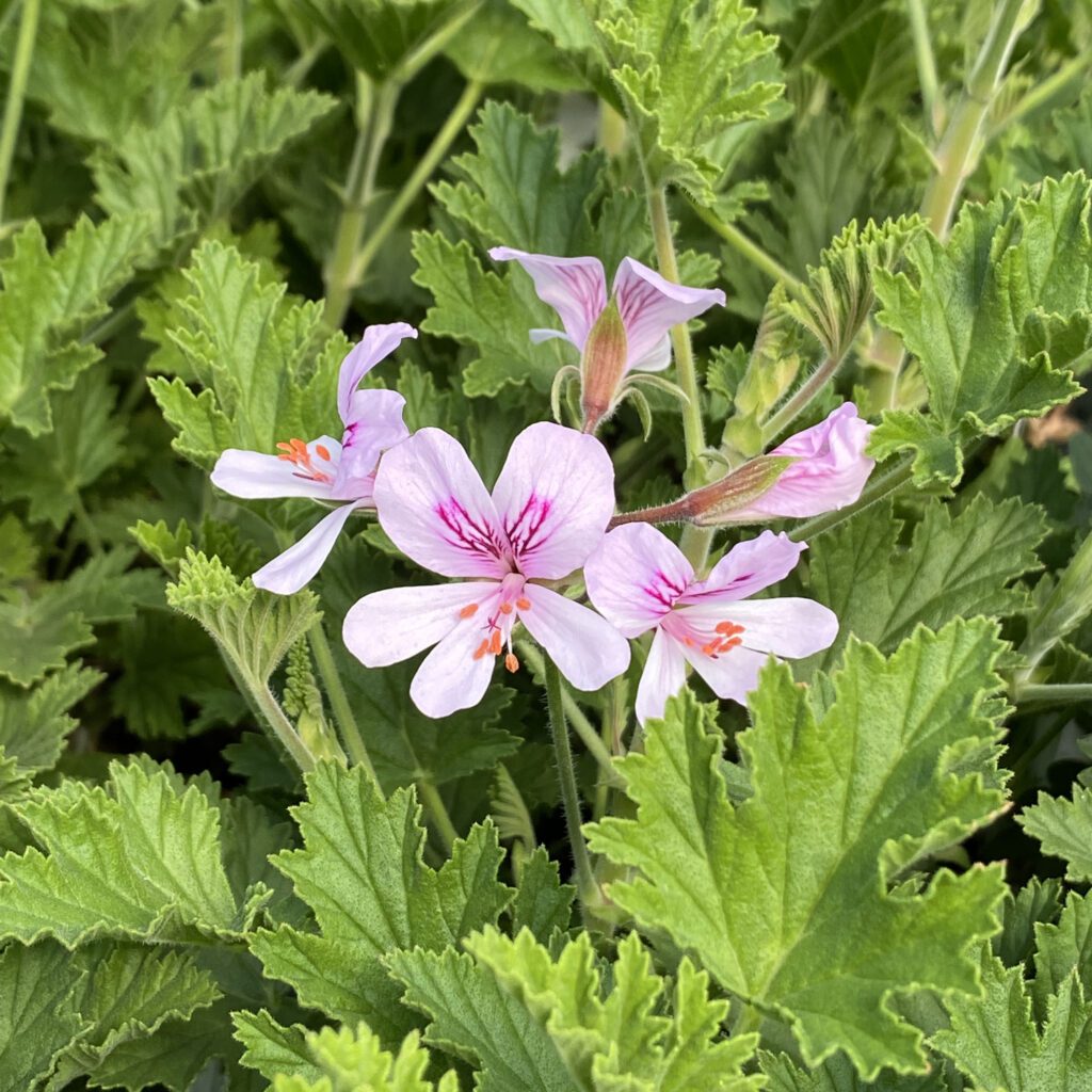 Citronella Mosquito Plant Pelargonium