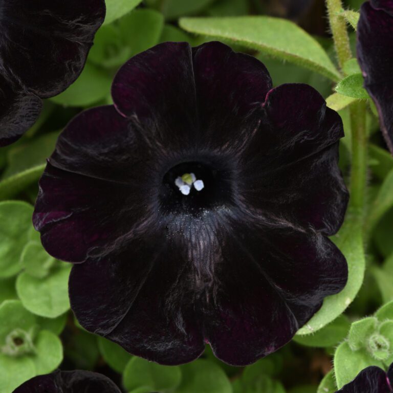 STARLET™ Velvet Petunia (black) – Order Online