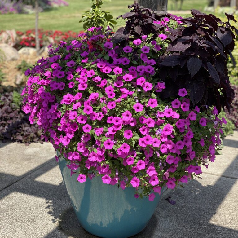 SUPERTUNIA VISTA® Jazzberry™ Petunia – Order Online
