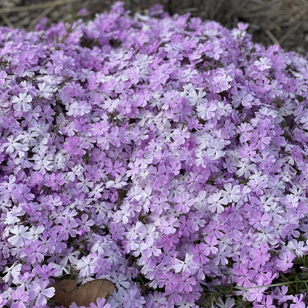 Phlox SPRING BLING™ 'Pink Sparkles'