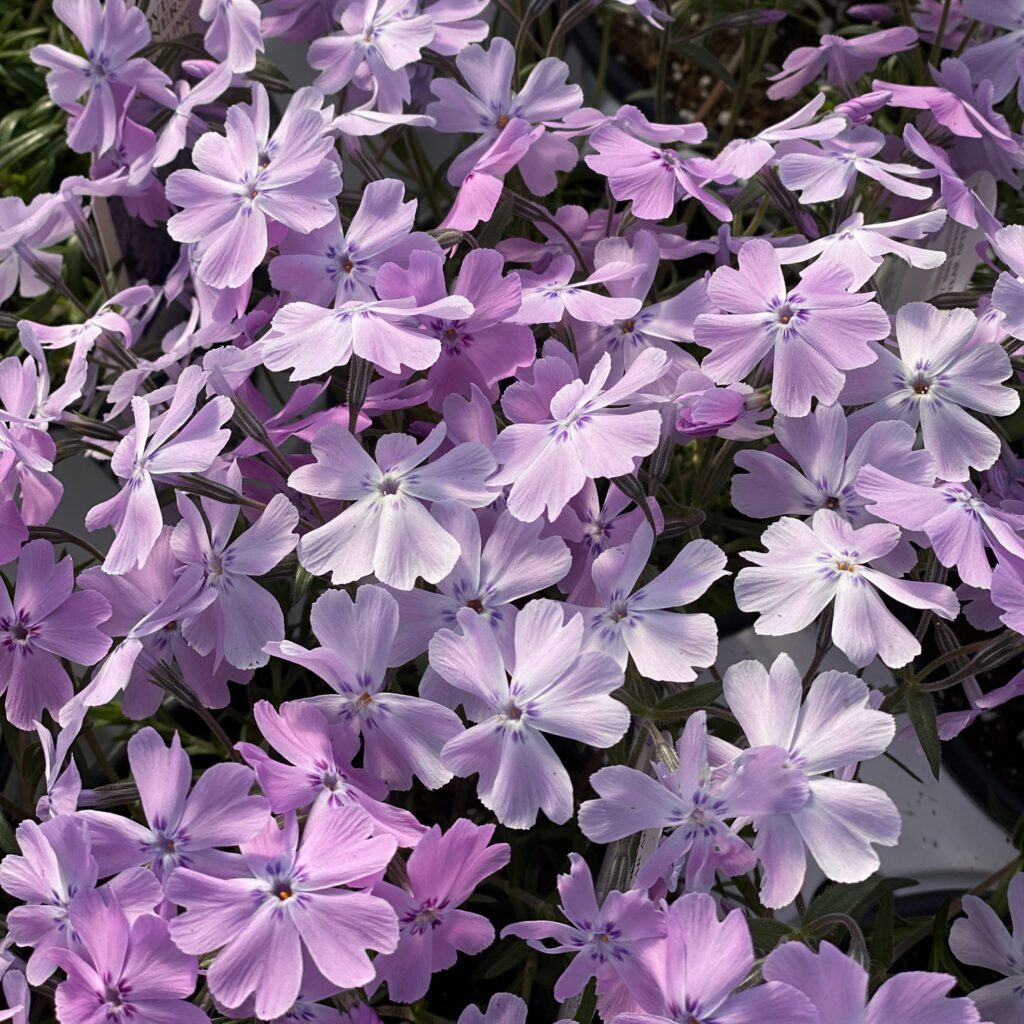 Phlox SPRING BLING™ 'Pink Sparkles'
