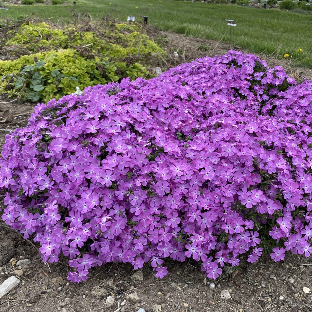 Phlox SPRING BLING™ 'Rose Quartz'