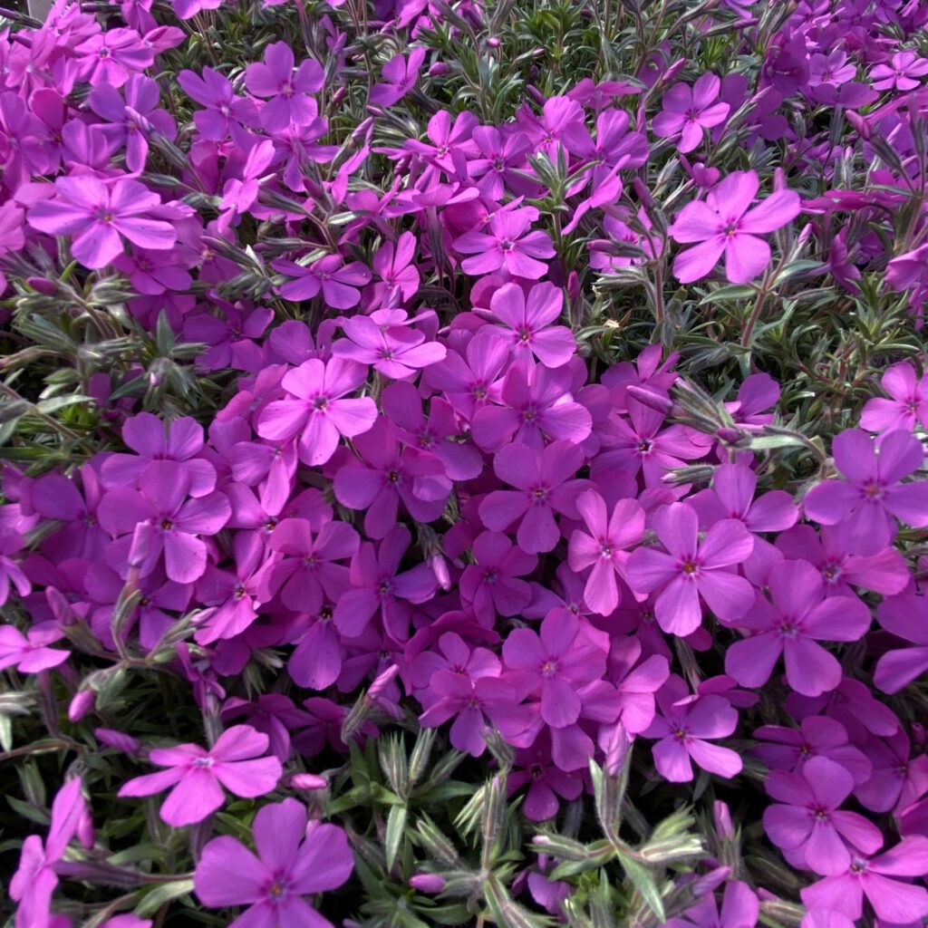 Phlox SPRING BLING™ 'Ruby Riot'