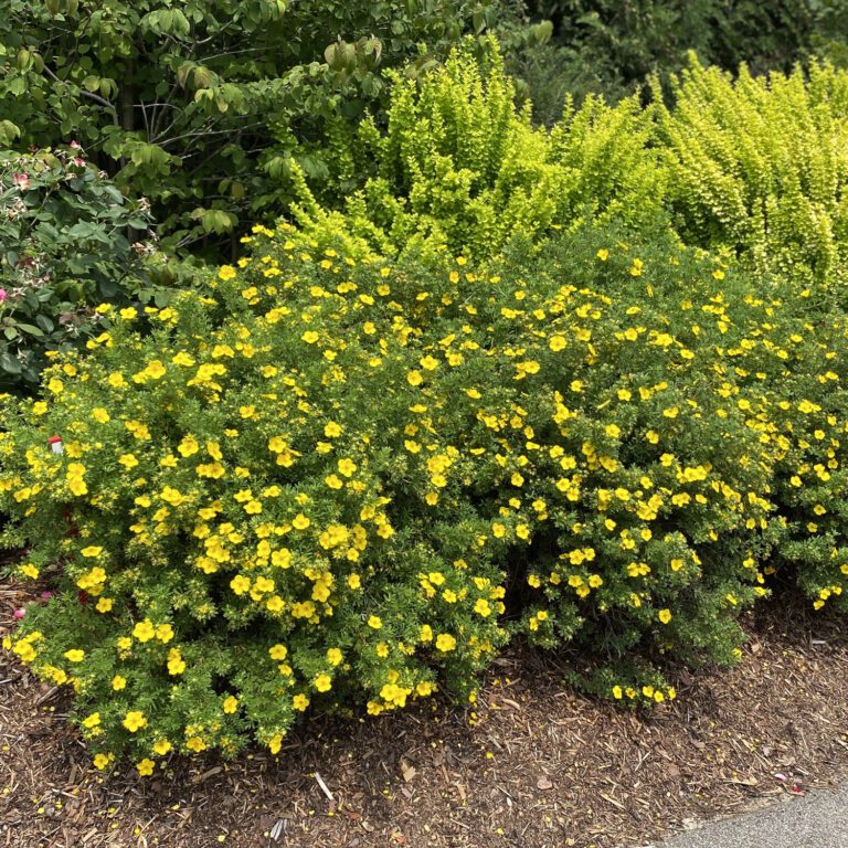 HAPPY FACE® Yellow Potentilla - Order Online