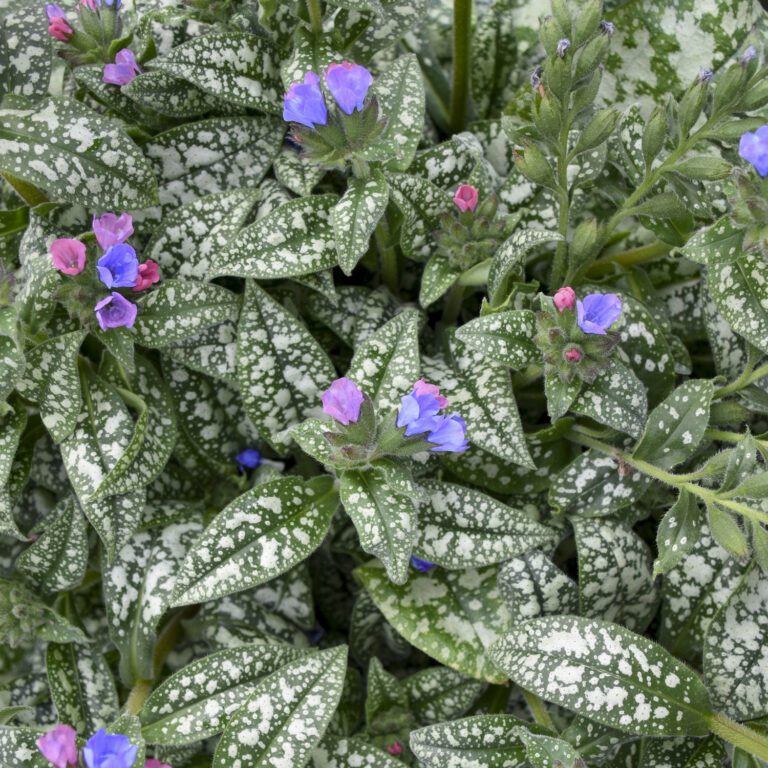 Pulmonaria 'Pink-a-Blue'