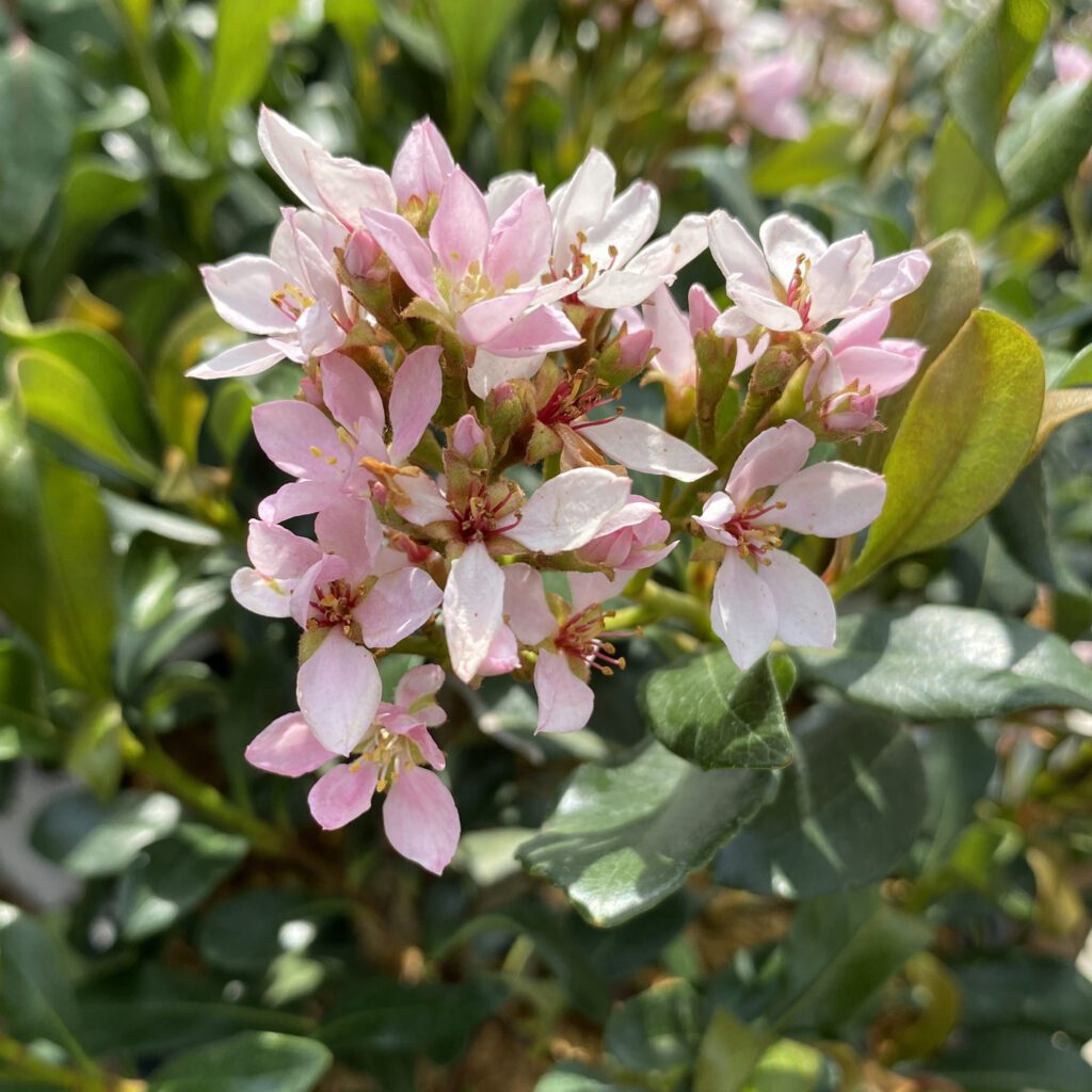 LA VIDA MAS™ Indian Hawthorn - Order Online