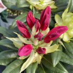 DANDY MAN COLOR WHEEL® Rhododendron