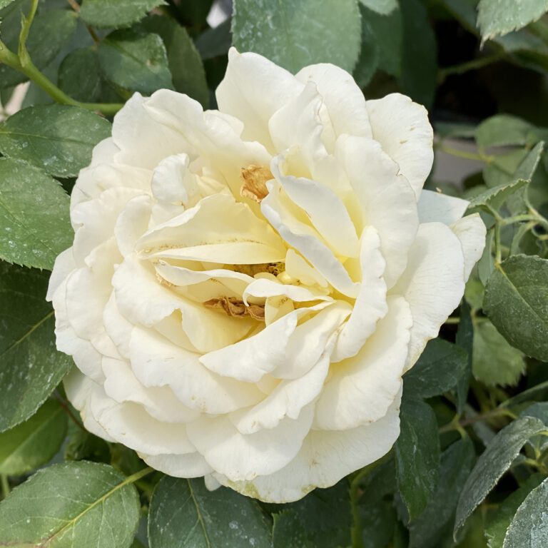 REMINISCENT™ Crema Rose - Order Online