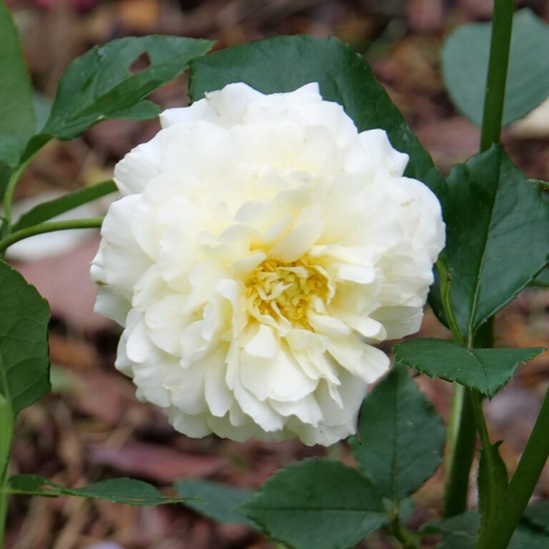 REMINISCENT™ Crema Rose - Order Online