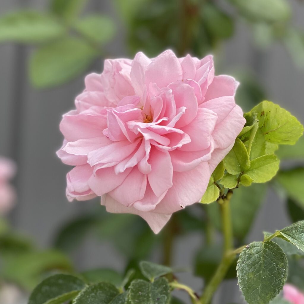 REMINISCENT™ Pink Rose - Garden Crossings