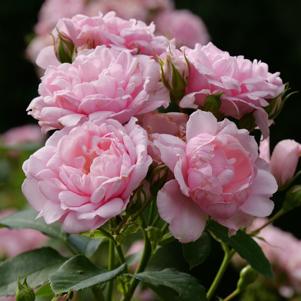 REMINISCENT™ Pink Rose - Garden Crossings