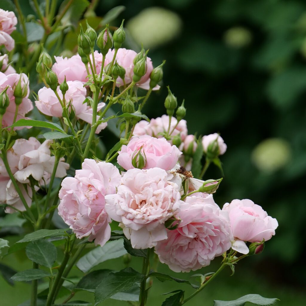 REMINISCENT™ Pink Rose - Garden Crossings